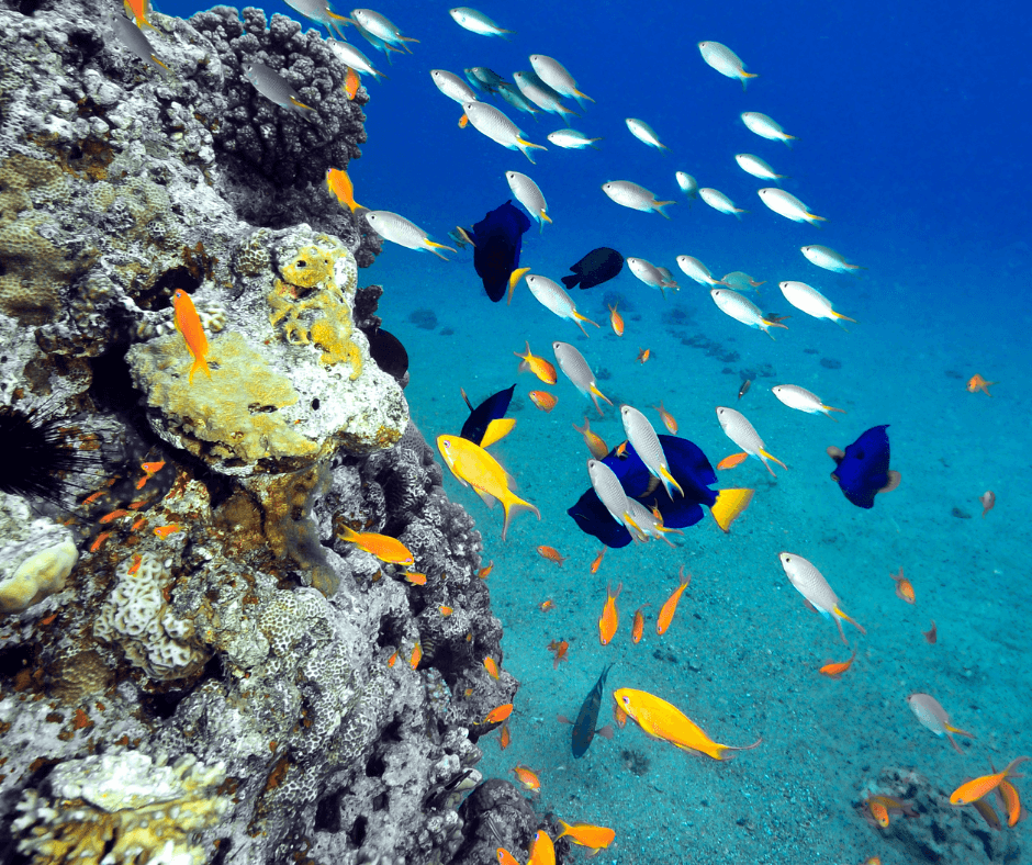 Biomimicry: Nature’s Lessons for Sustainable Infrastructure - ECOncrete