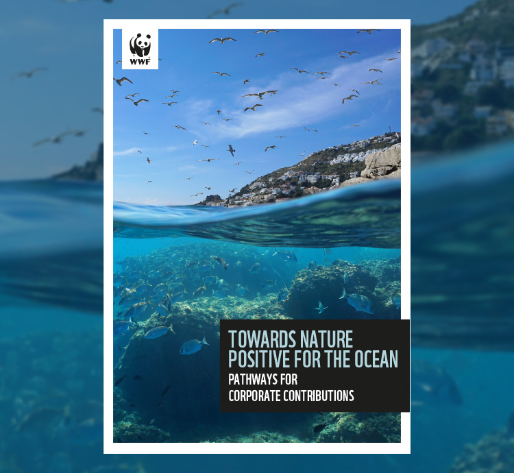TNFD & WWF Publish New Ocean-Related Disclosure Guidance and Pathways ...